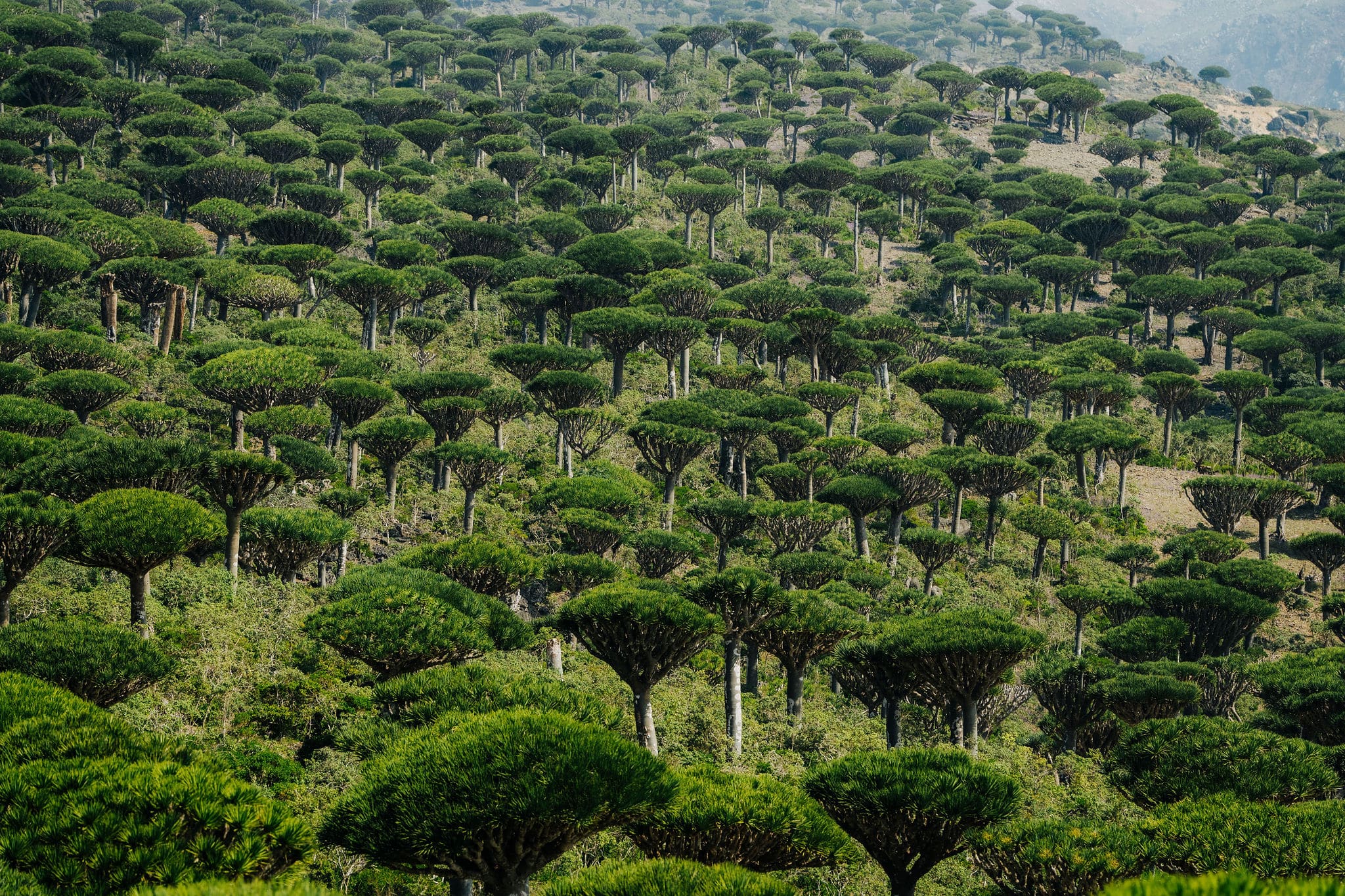 Socotra Tours | Tour Socotra Island | Tours of Socotra